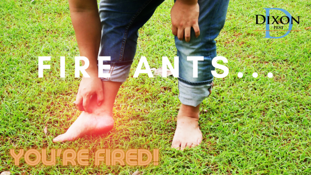 Fire Ants: Why Dixon Pest Solutions is Your Best Choice