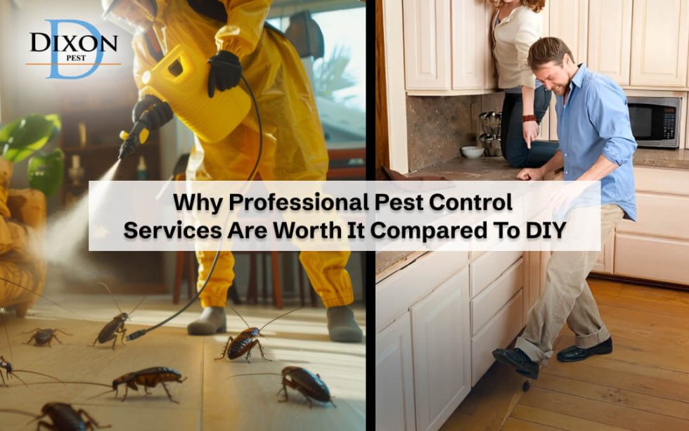 DIY vs Professional Pest Control Service