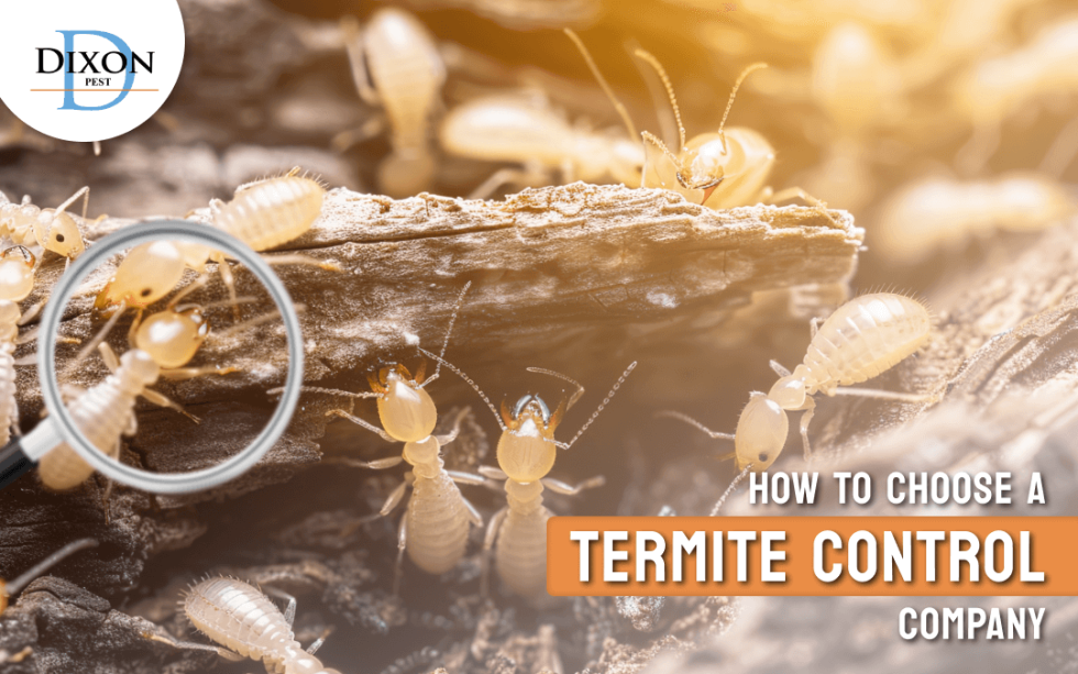 Choose The Right Termite Control Company