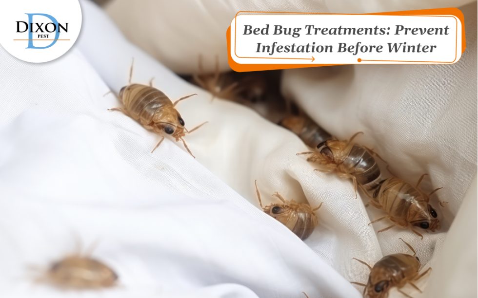 Bed Bug Treatments: Prevent Infestation Before Winter - Dixon Pest ...