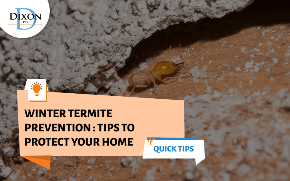 Winter Termite Prevention Tips
