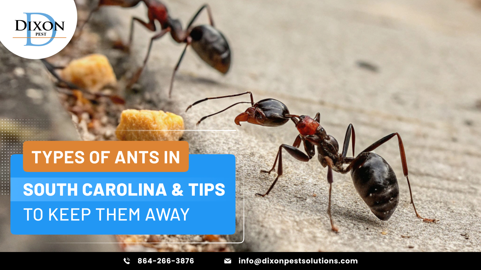 Types Of Ants Pictures