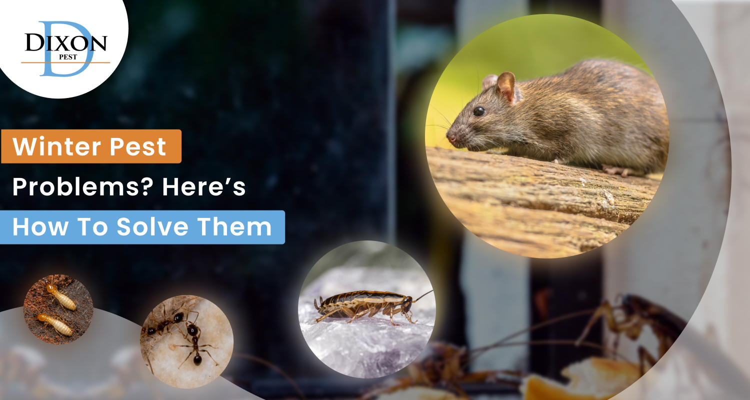 Solve Winter Pest Problems with These Tips