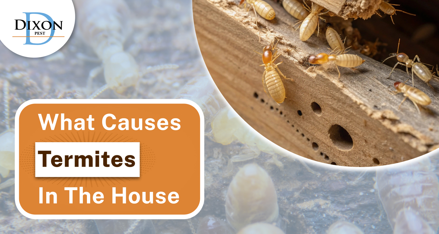 What Causes Termite Infestation? Common Reasons & Fixes